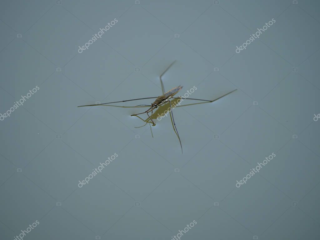 insecto gerris lacustris en el agua 2023