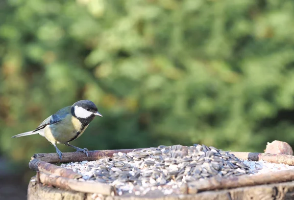 Coalmouse Stock Photos, Royalty Free Coalmouse Images | Depositphotos