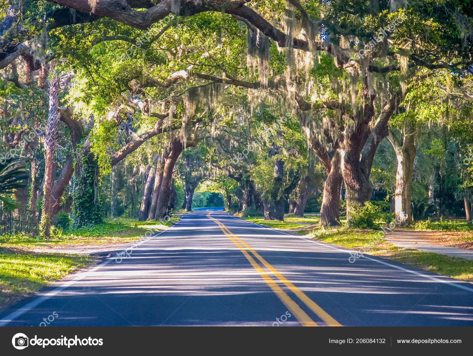Road Through Oak Trees — Stock Photo © dbvirago #206084132