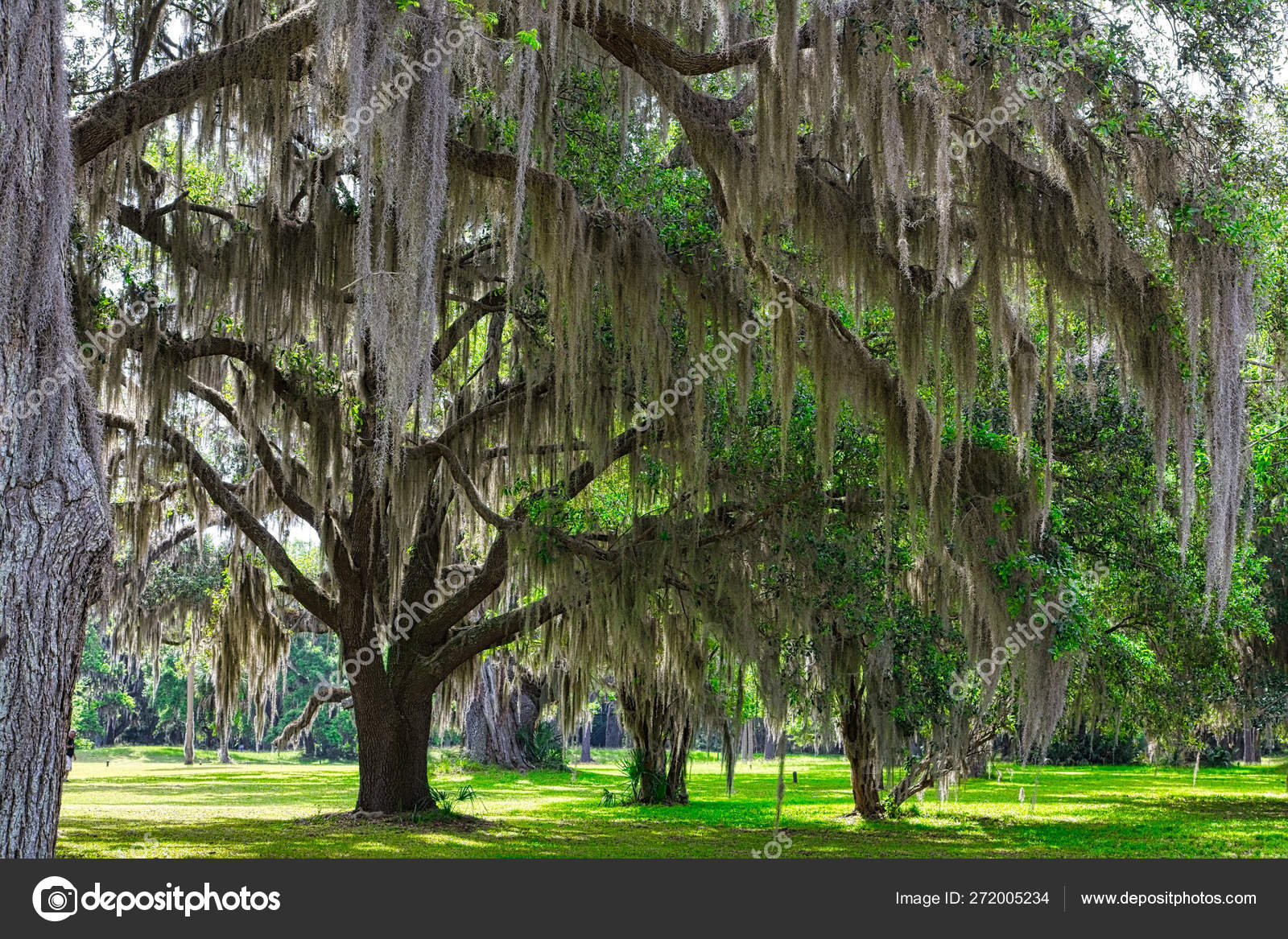 Spanish Moss Oak Tree
