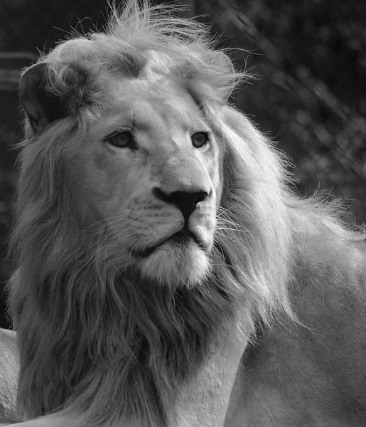 Leao branco Stock Photos, Royalty Free Leao branco Images | Depositphotos