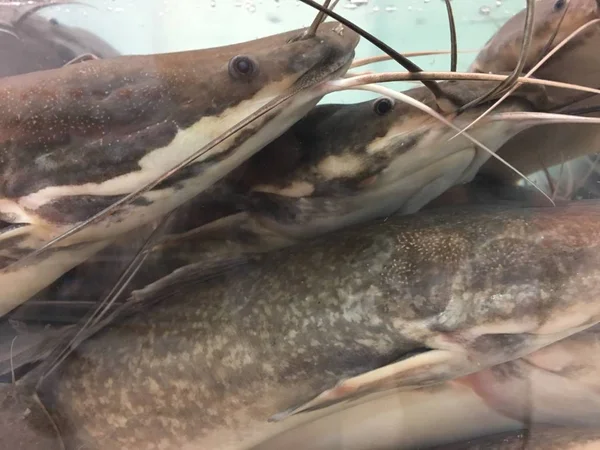 Photo Philippine Fish Galunggong Balsa Kawayanon Decapterus Macrosoma ...