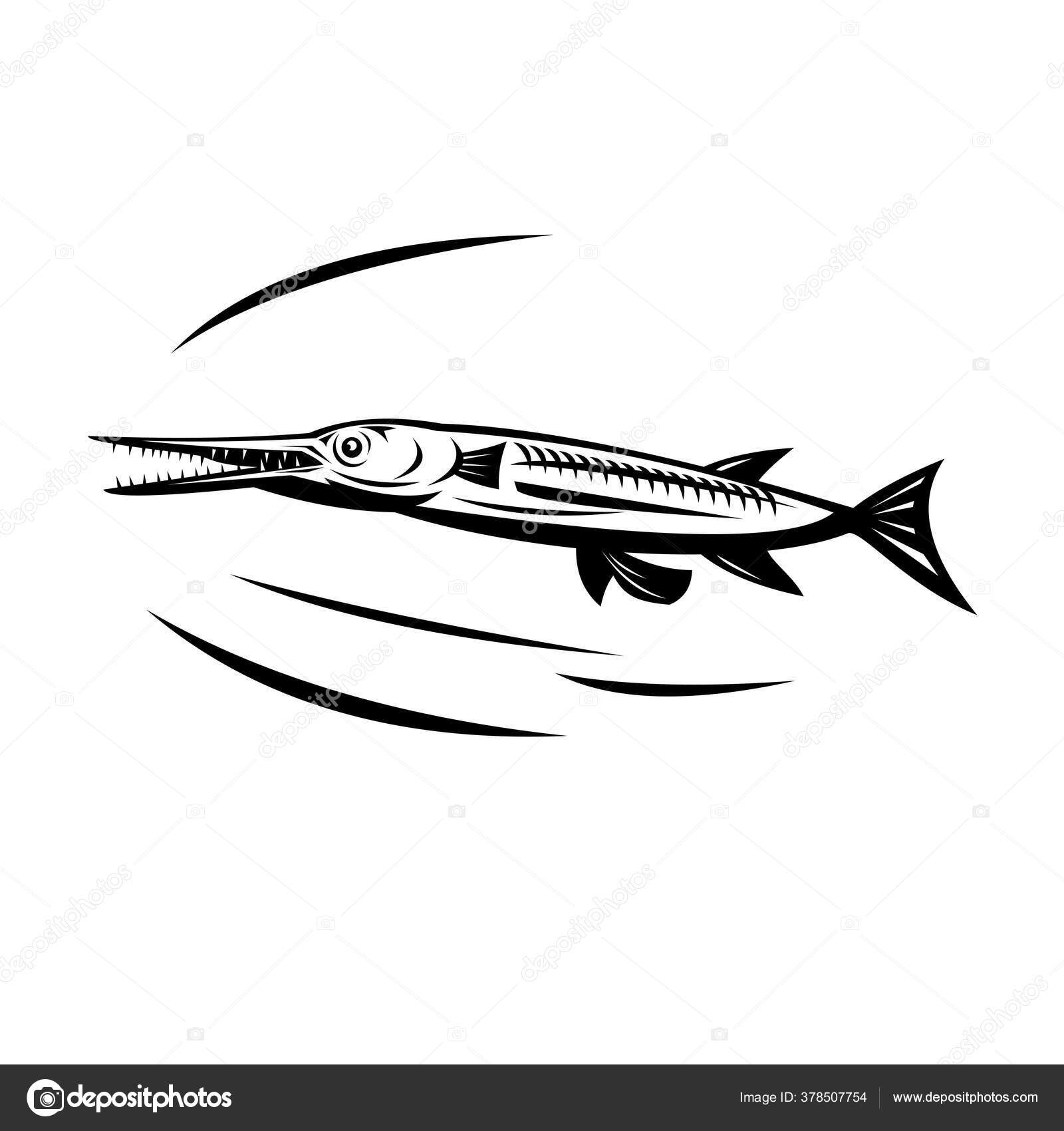 Retro Style Illustration Needlefish Family Belonidae Long Tom ...
