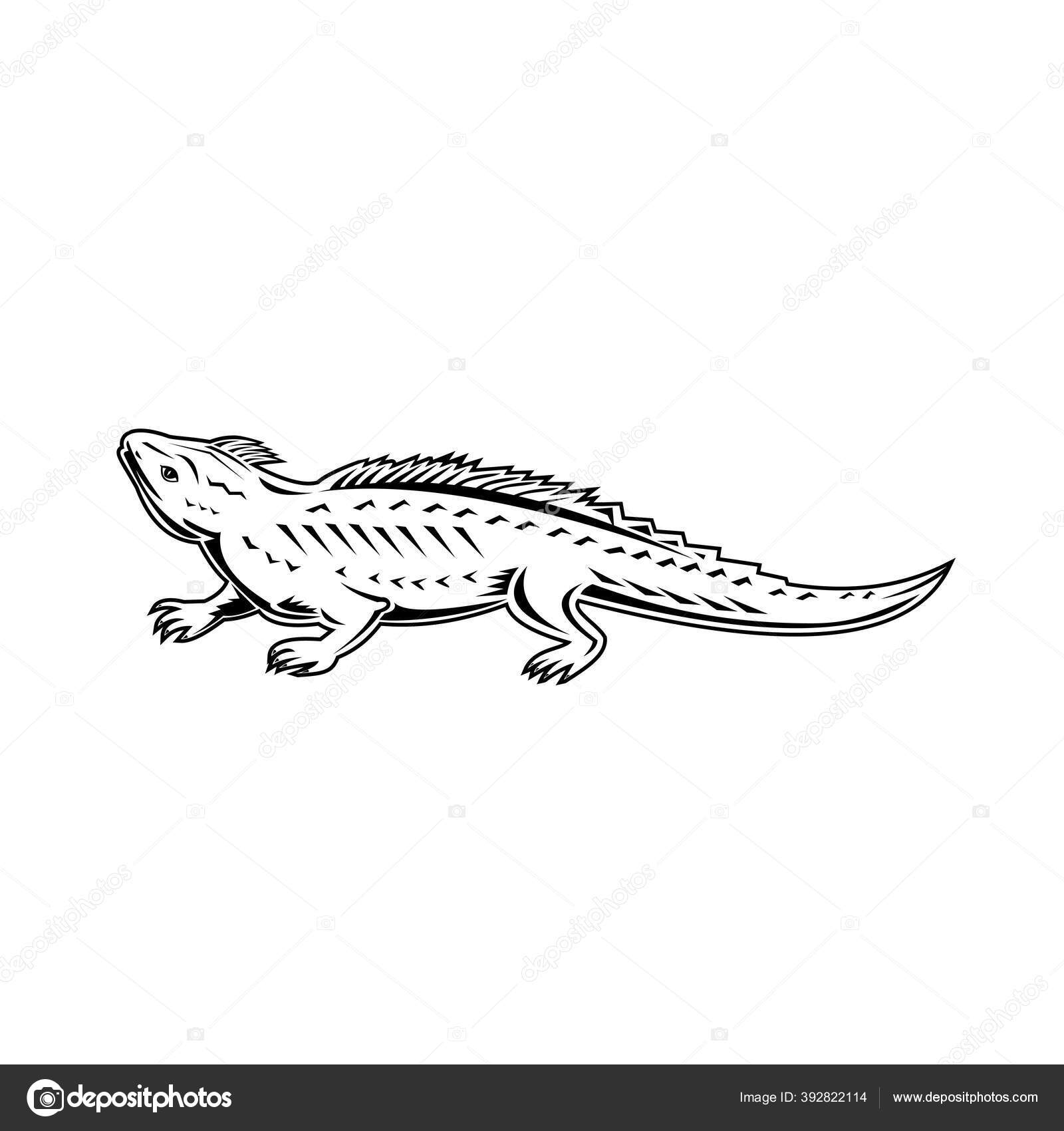Retro Black White Style Illustration Northern Tuatara Reptile Endemic ...