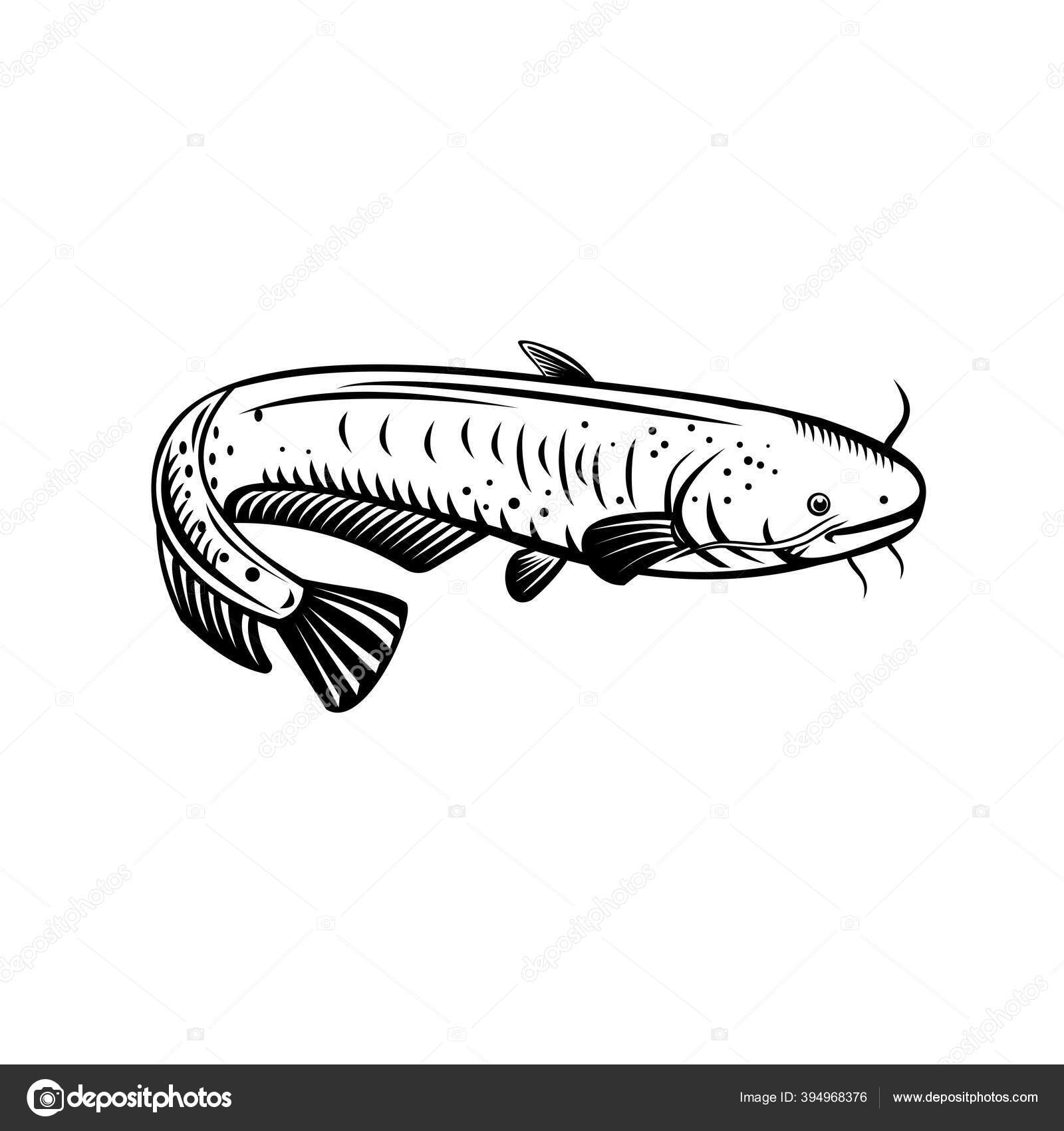 Retro Woodcut Style Illustration Silurus Biwaensis Giant Lake Biwa ...