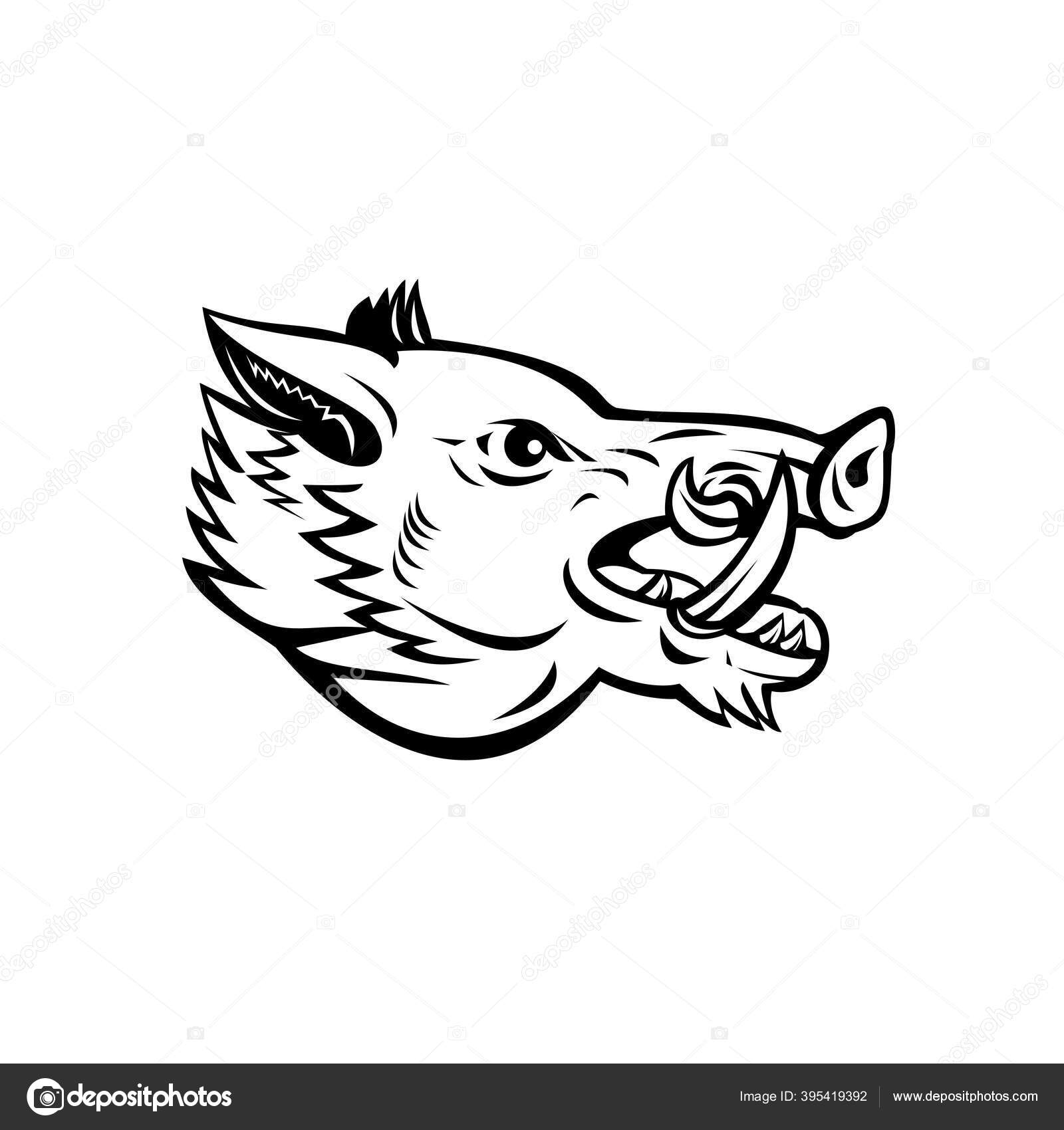 Wild Hog Head Drawings