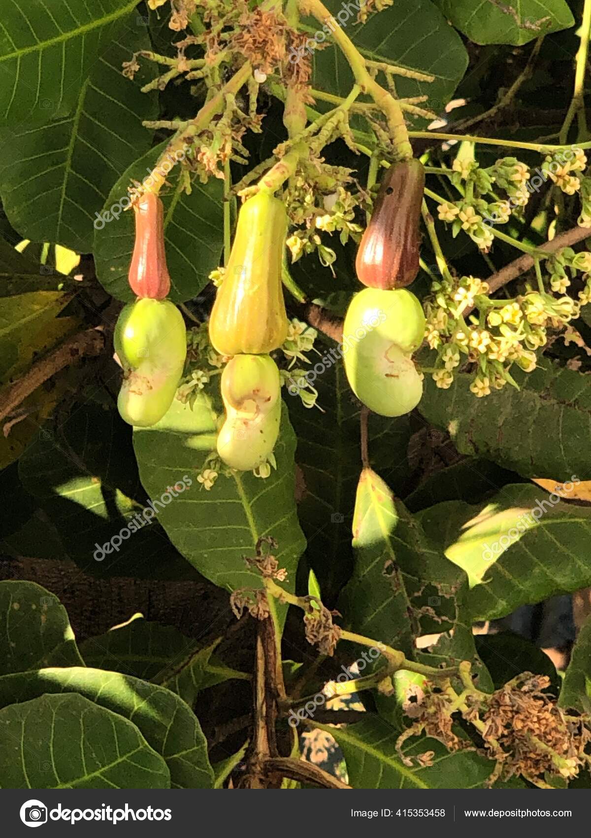 Foto Del Fruto Planta Anacardo Anacardium Occidentale Árbol Tropical ...
