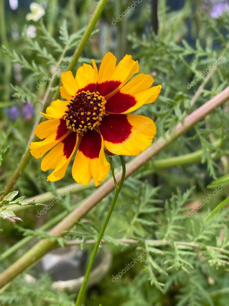 Foto de la flor de Coreopsis verticillata Zagreb, un género de plantas ...