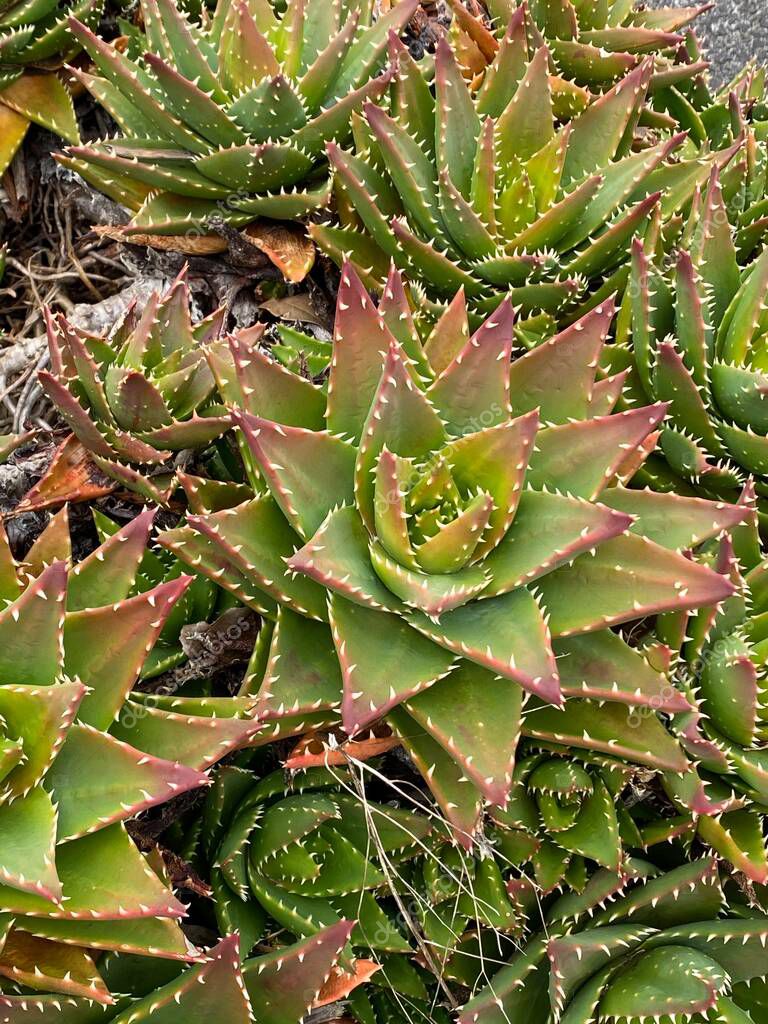 Foto de la planta, Aloe perfoliata o Aloe mitriformis, una especie de ...