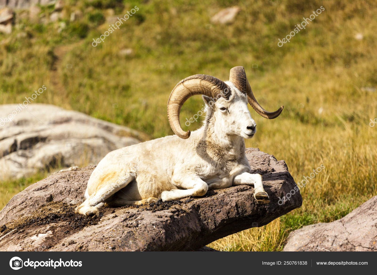 Dall Sheep Ovis Dalli Spectacular Rack — Stock Photo © Imagecom #250761838