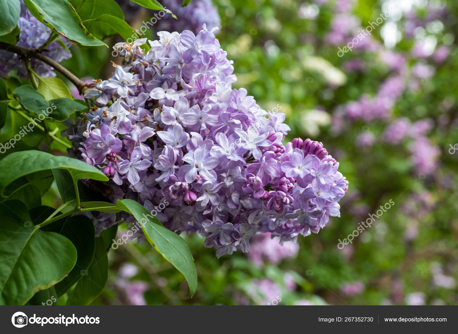 Syringa Vulgaris Marechal Lannes Common Lilac Flowers — Stock Photo ...