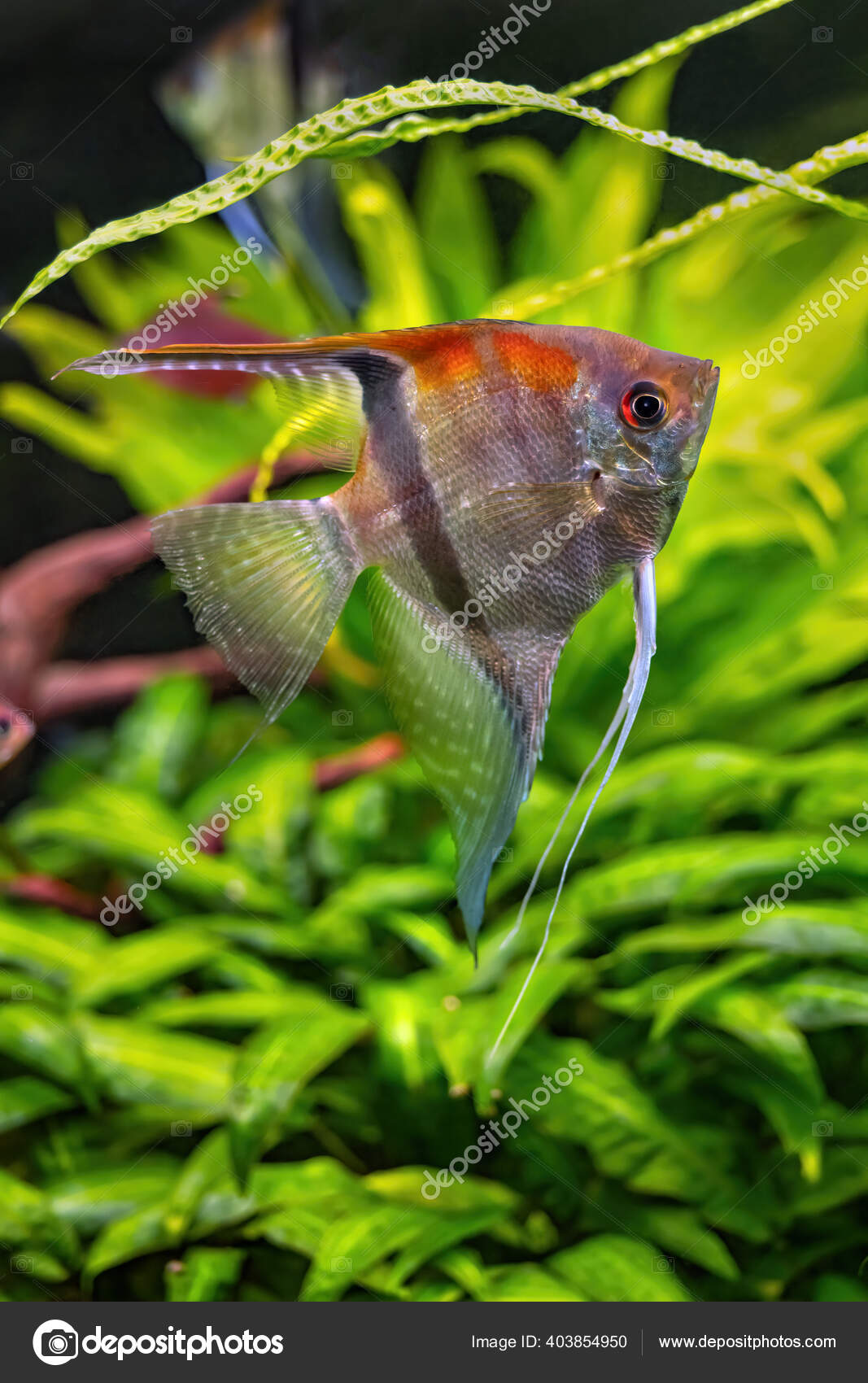 Pterophyllum Scalare Freshwater Red Shoulder Manacapuru Angelfish ...