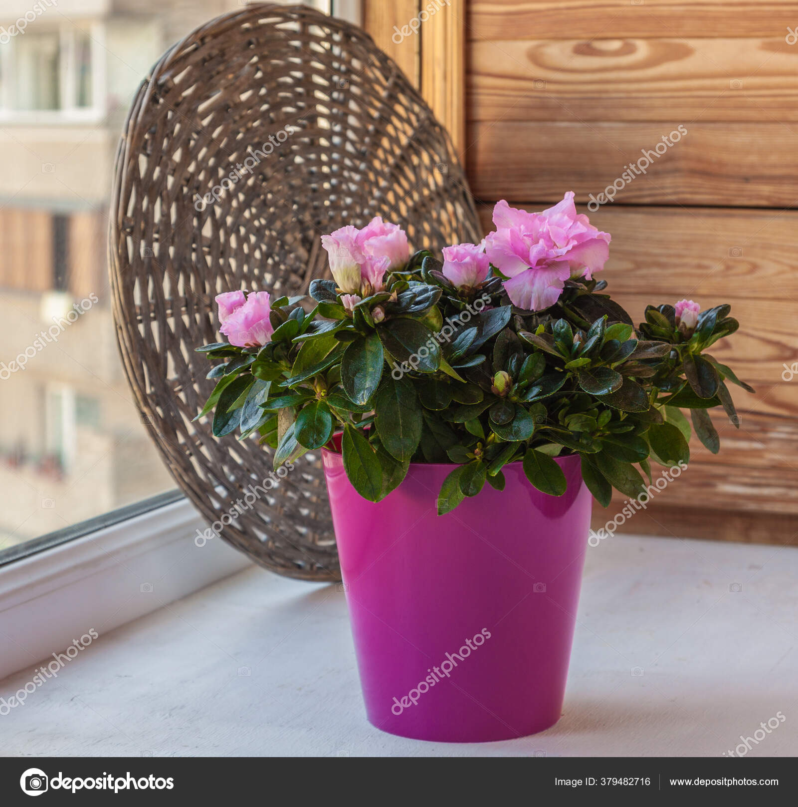 Azalea Rosa Rododendro Una Maceta Púrpura Ventana — Foto de stock ...