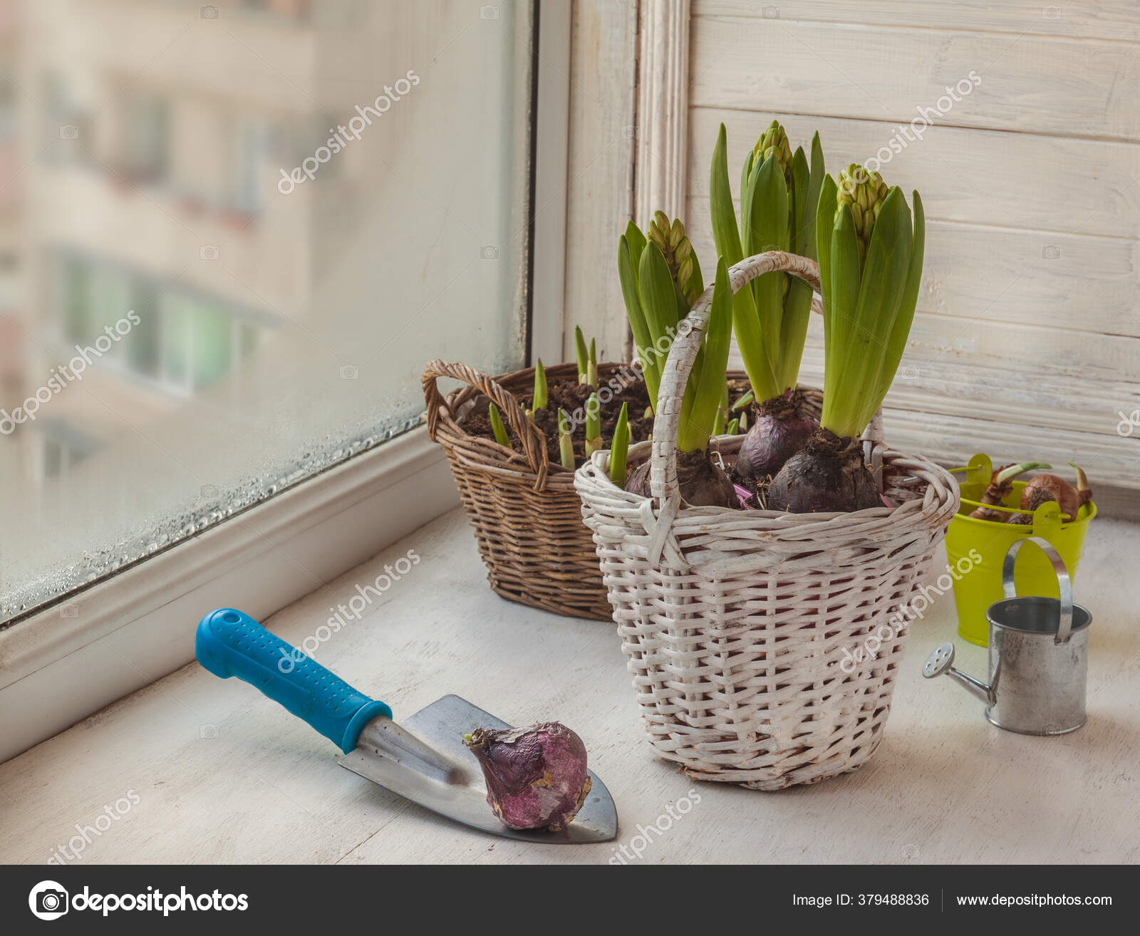 Forcing Hyacinth Bloom Winter Window — Stock Photo © olesia #379488836
