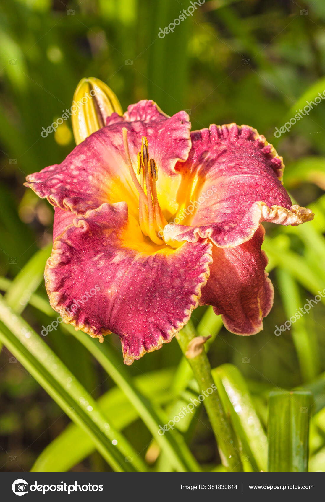 Purple Daylily Hemerocallis David Kirchhoff Corrugated Yellow Border ...