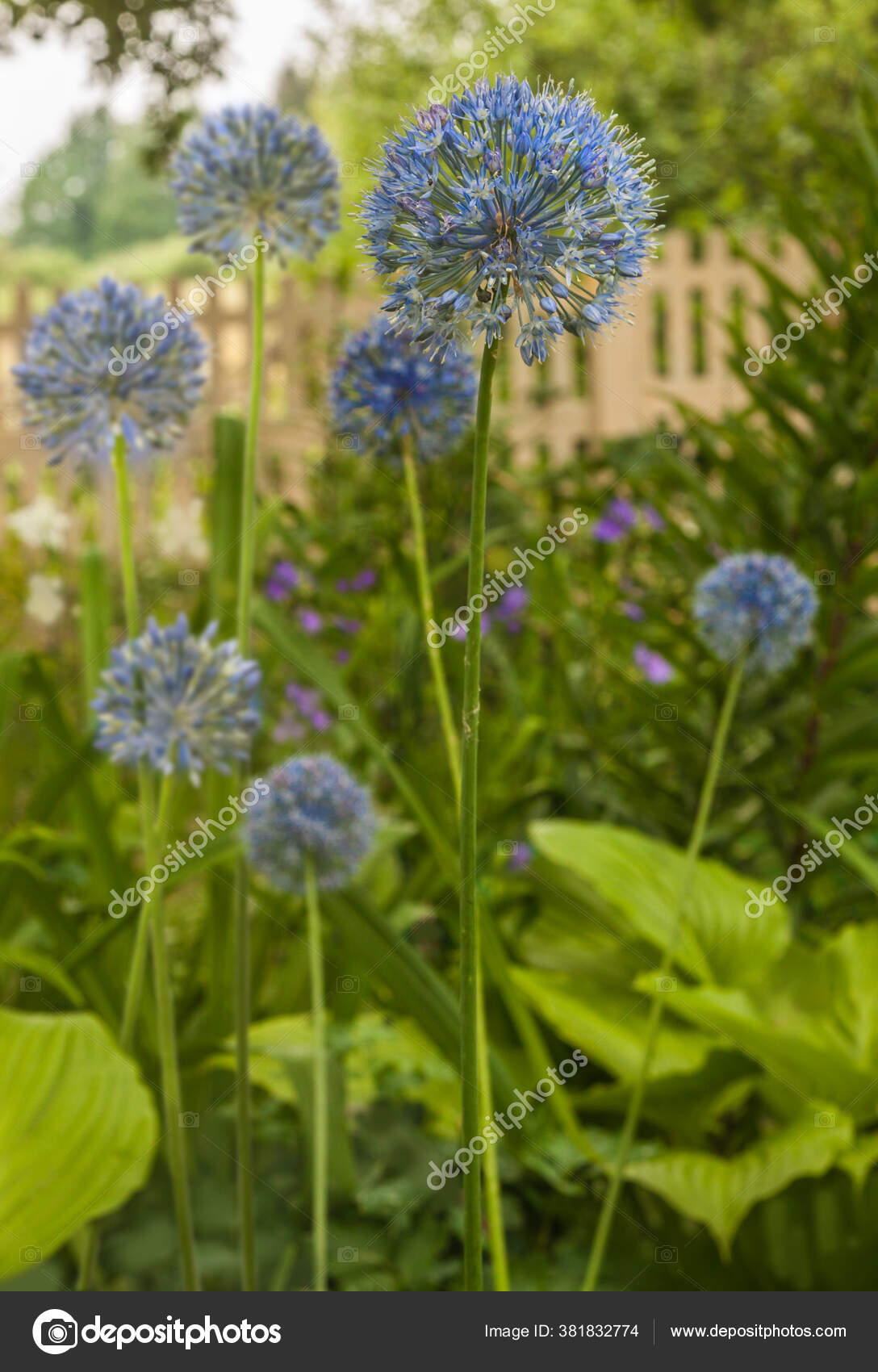 Persian Blue Allium