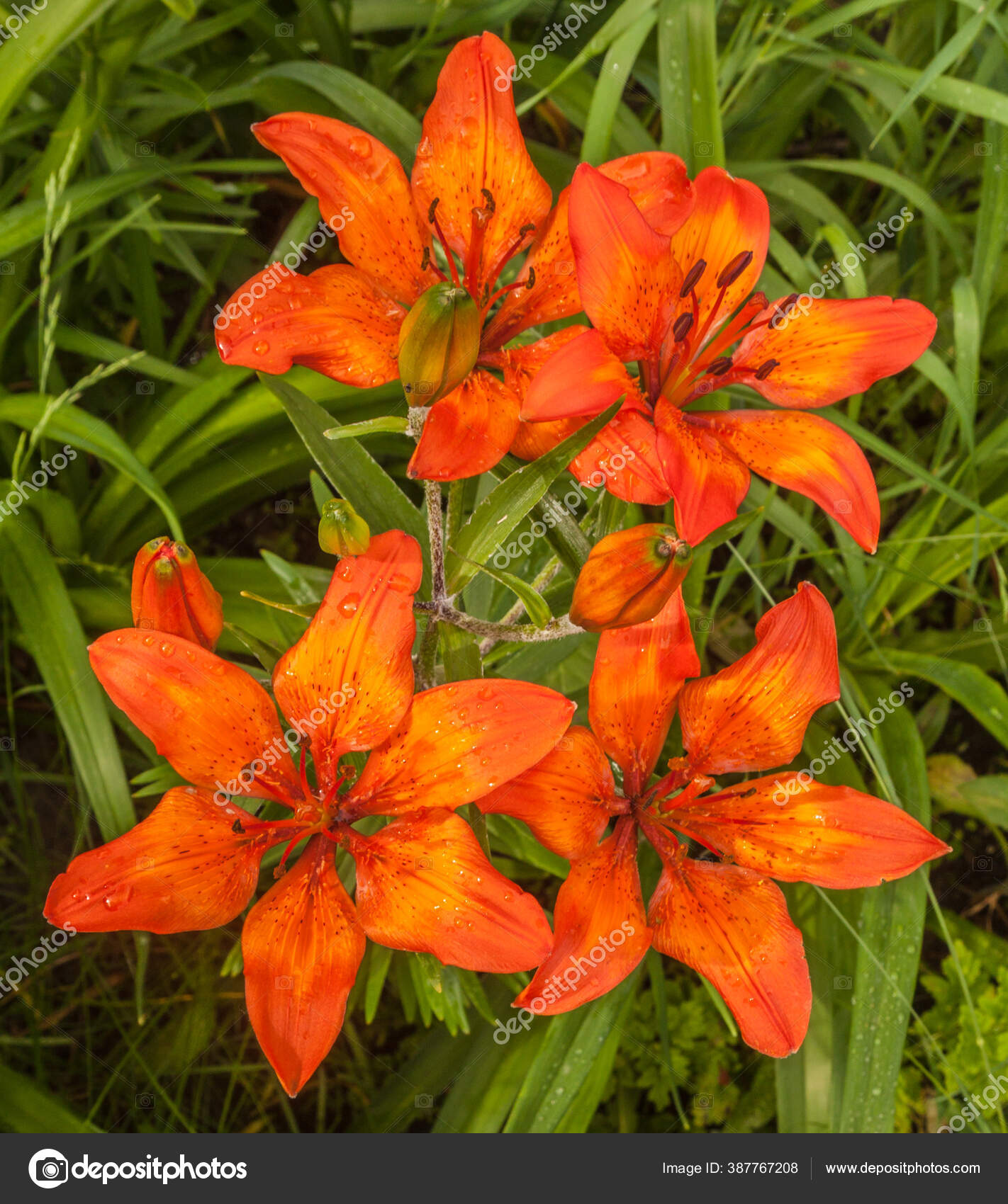 Saffron Lilies Lilium Dahuricum Lilium Pensylvanicum Spring Garden Flat ...