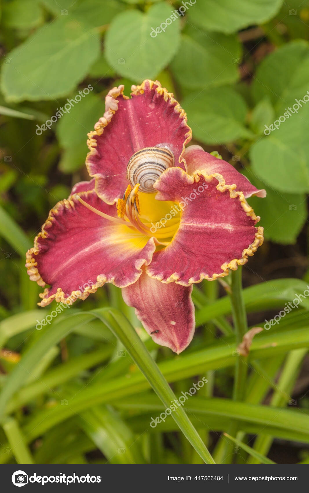 Purple Daylily Hemerocallis Corrugated Yellow Border Garden Snail ...