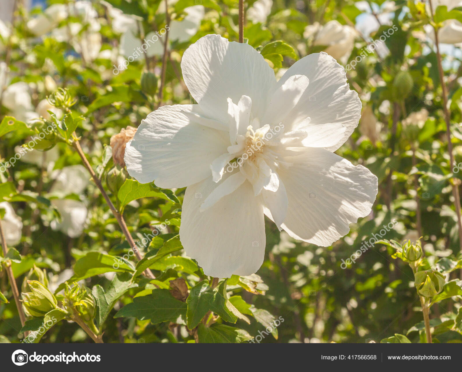 Hibiscus Syriacus Rosa Coreana Sharon Ketmia Siria Arbusto Althea Rosa ...