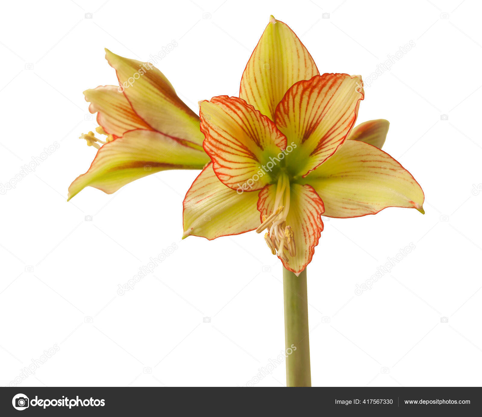 Bloom Mini Yellow Red Amaryllis Hippeastrum Sonatini Viridi Rascal ...