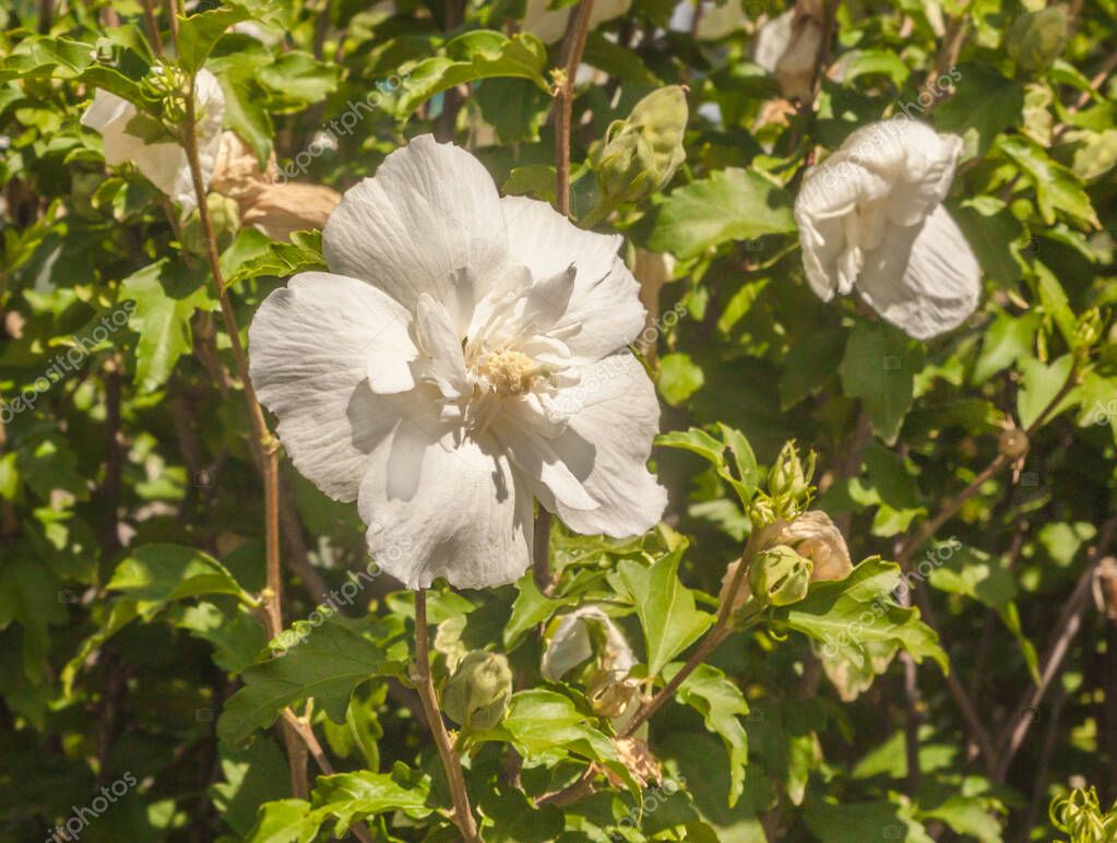 Hibiscus syriacus o rosa coreana de Sharon, ketmia siria, arbusto ...