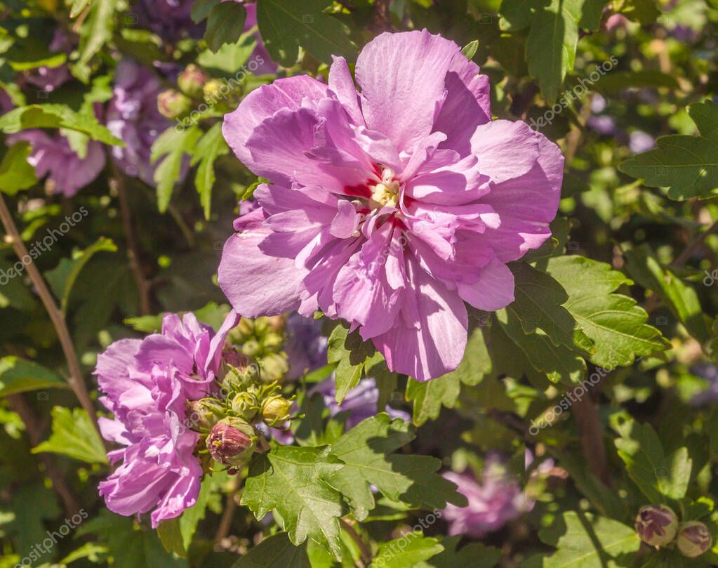 Hibiscus Syriacus O Rosa Coreana De Sharon Ketmia Siria Arbusto