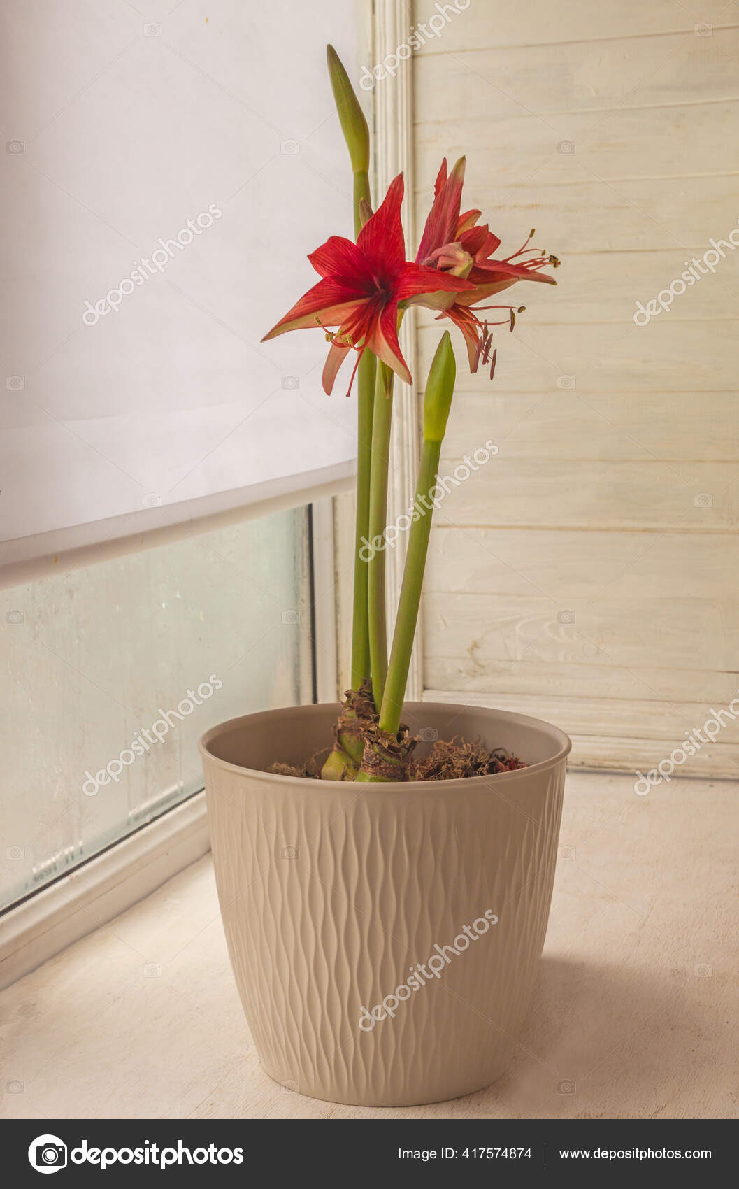 Blooming Dark Cherry Hippeastrum Amaryllis Bogota Cybister Spider Group ...