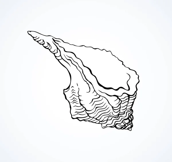 65 Cowry Vector Images, Cowry Illustrations | Depositphotos