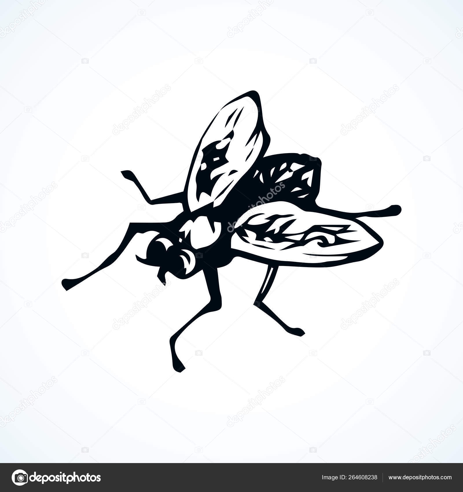 Fly. Vector drawing Stock Vector Image by ©Marinka #264608238