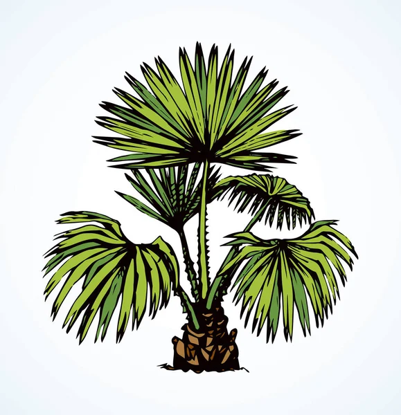 Cycads Drawing