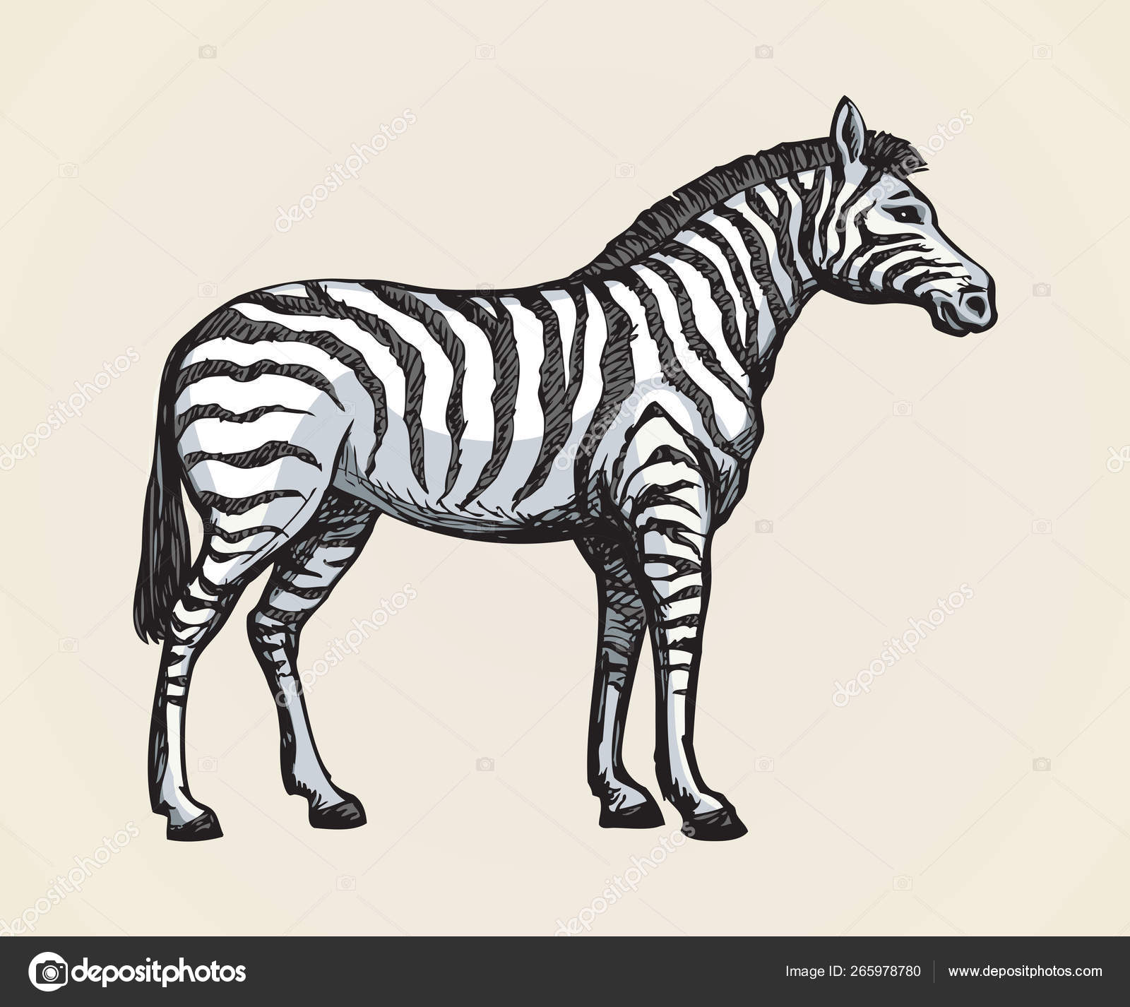 Zebra. Vector drawing Stock Vector by ©Marinka 265978780