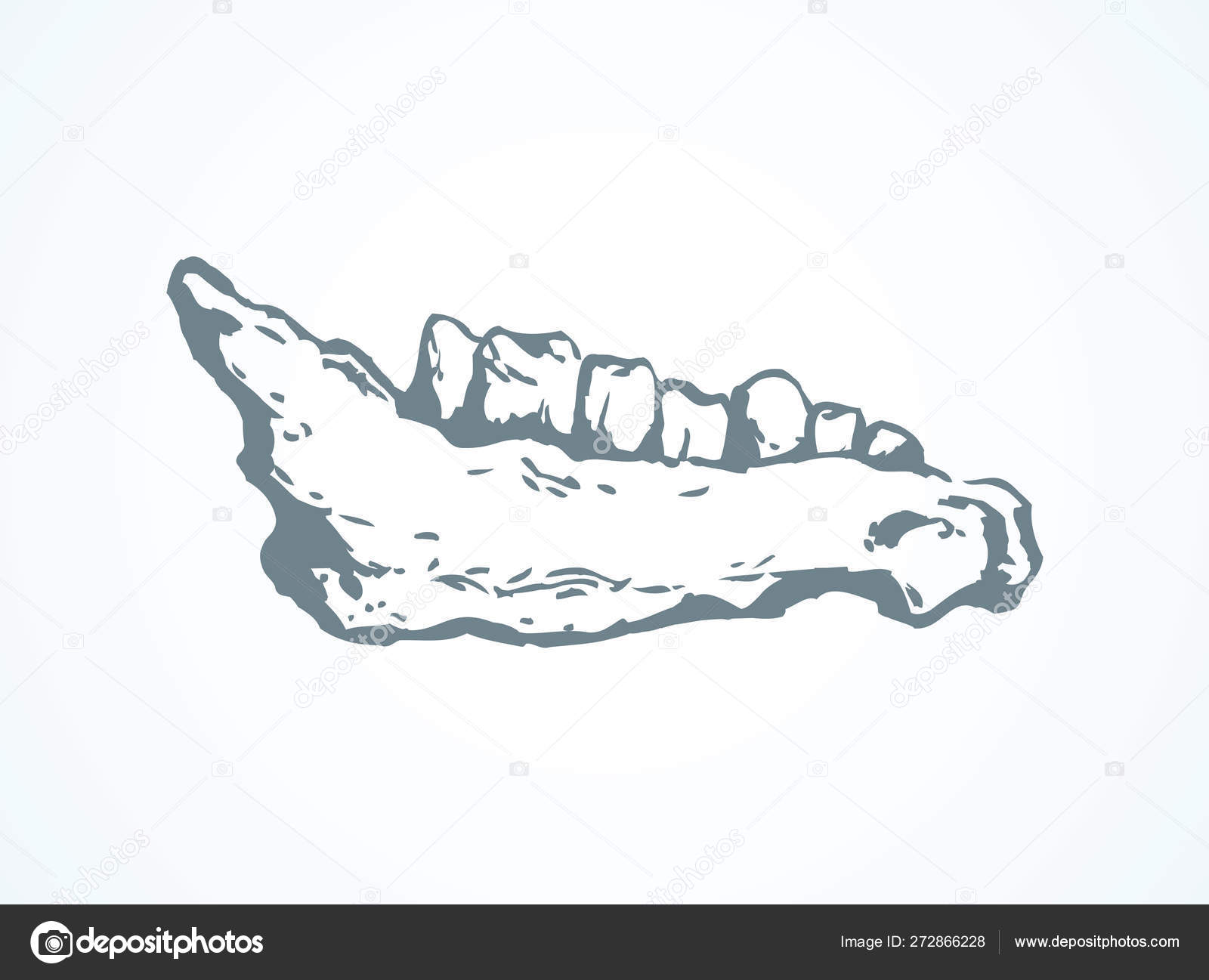 The lower jaw of animal. Vector drawing Stock Vector by ©Marinka 272866228