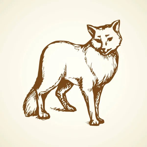 Farkas rajzok Stock vektorok, Farkas rajzok Jogdíjmentes illusztrációk ...