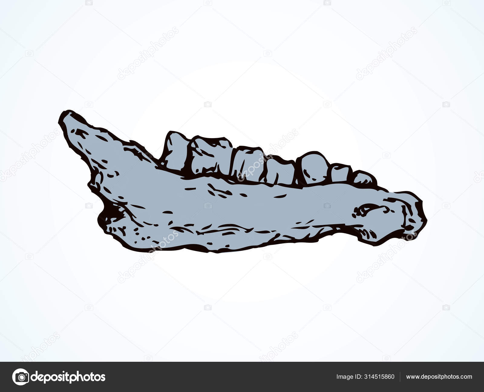 The lower jaw of animal. Vector drawing Stock Vector Image by ©Marinka ...