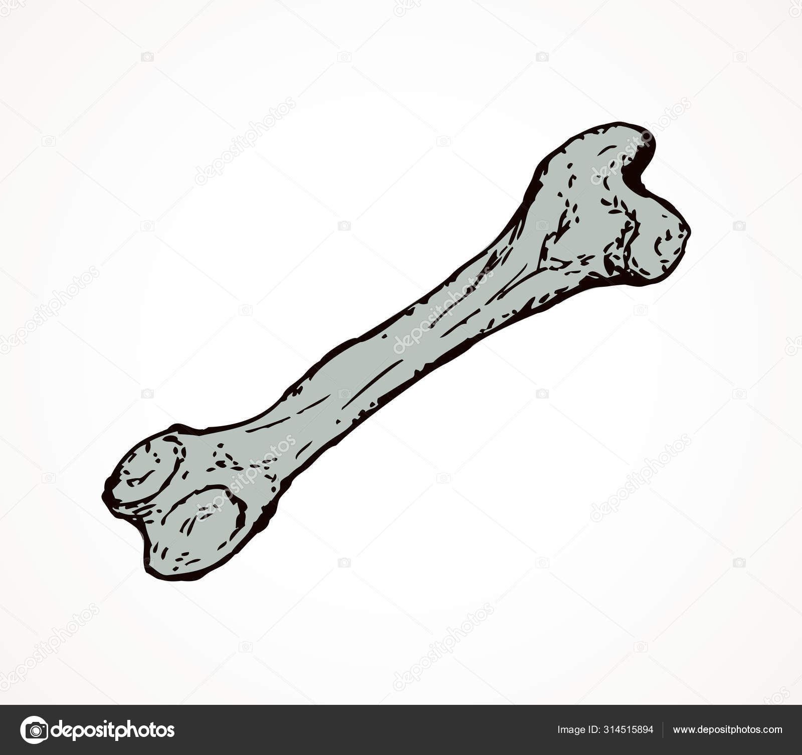 Bone. Vector drawing Stock Vector Image by ©Marinka #314515894