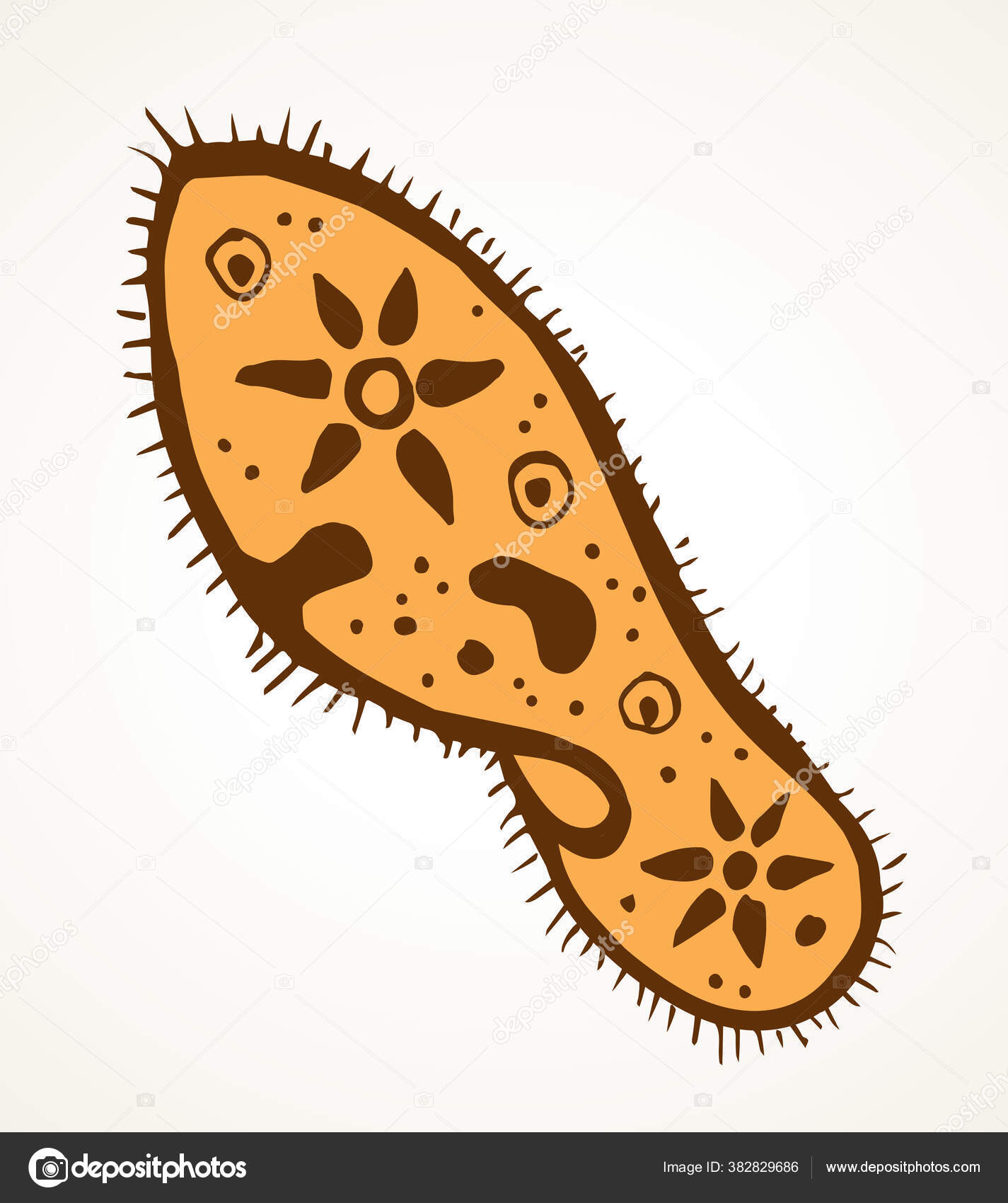 Abstract Oval Shape Tiny Protist Amoeba Organelle Pellicle Parasite ...