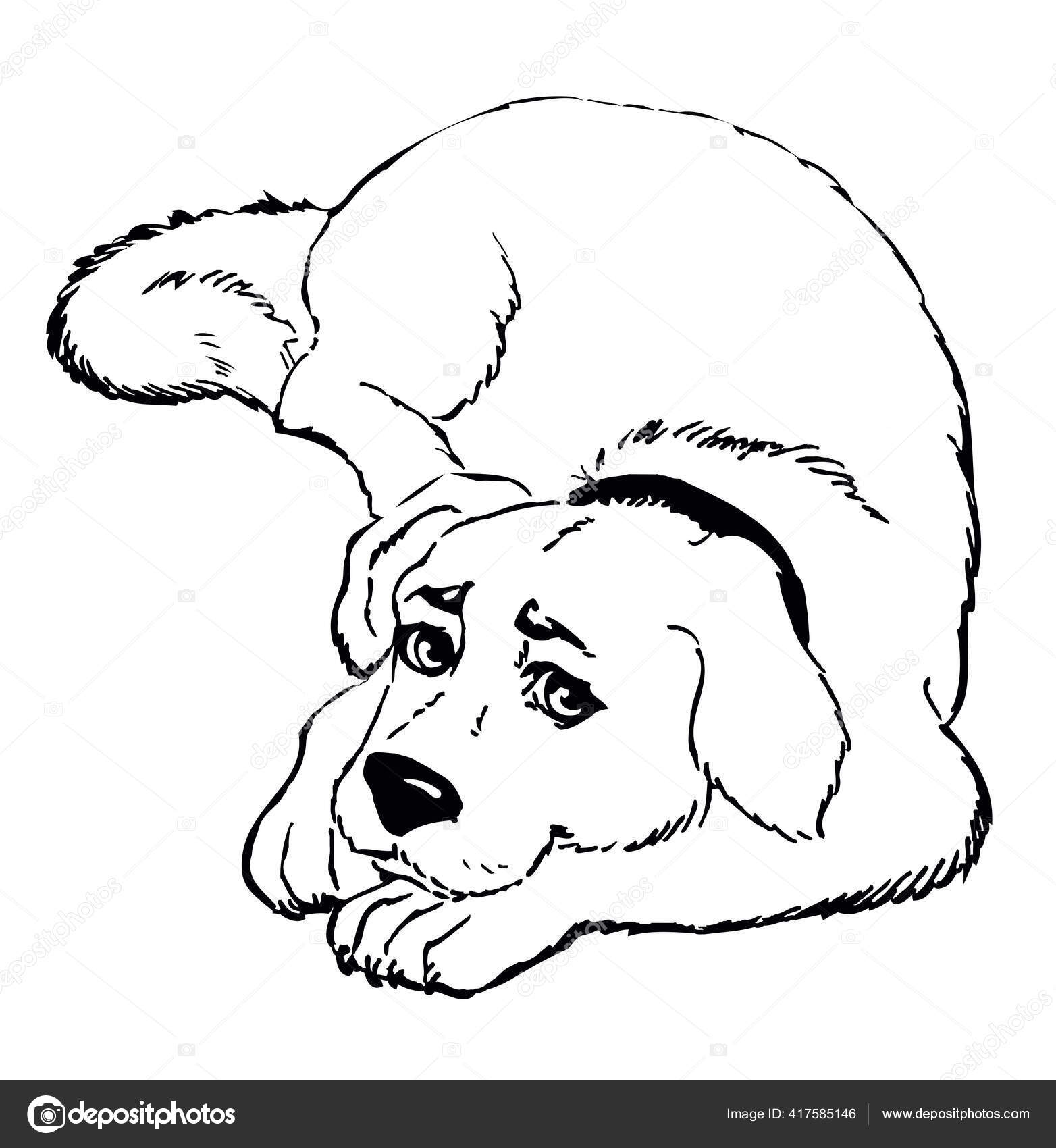 Dog Laying Down Side View Drawing