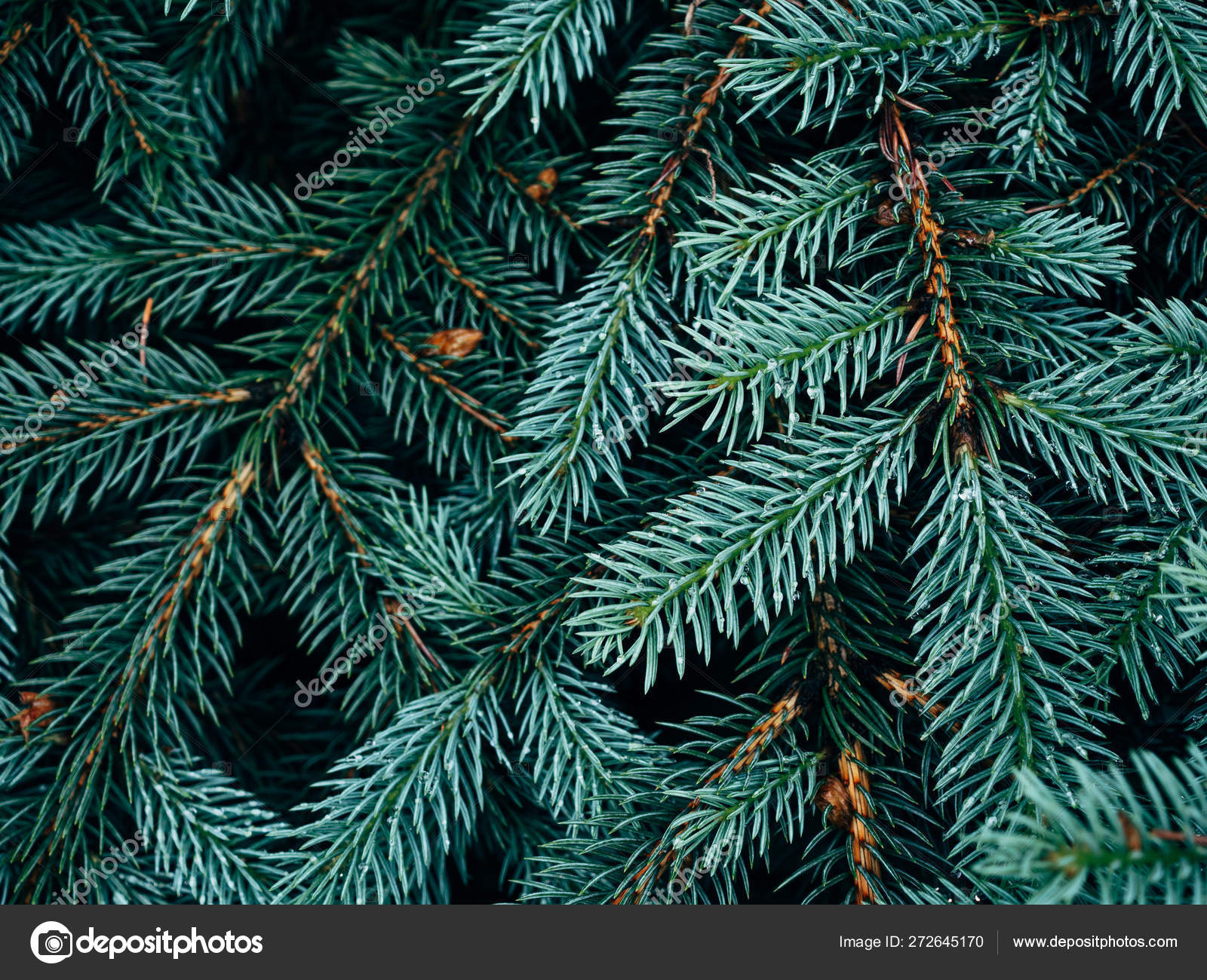 Pine Tree Background