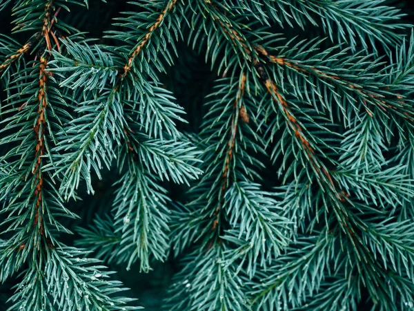 Spruce tree background. Pine tree pattern. - Stock Image - Everypixel