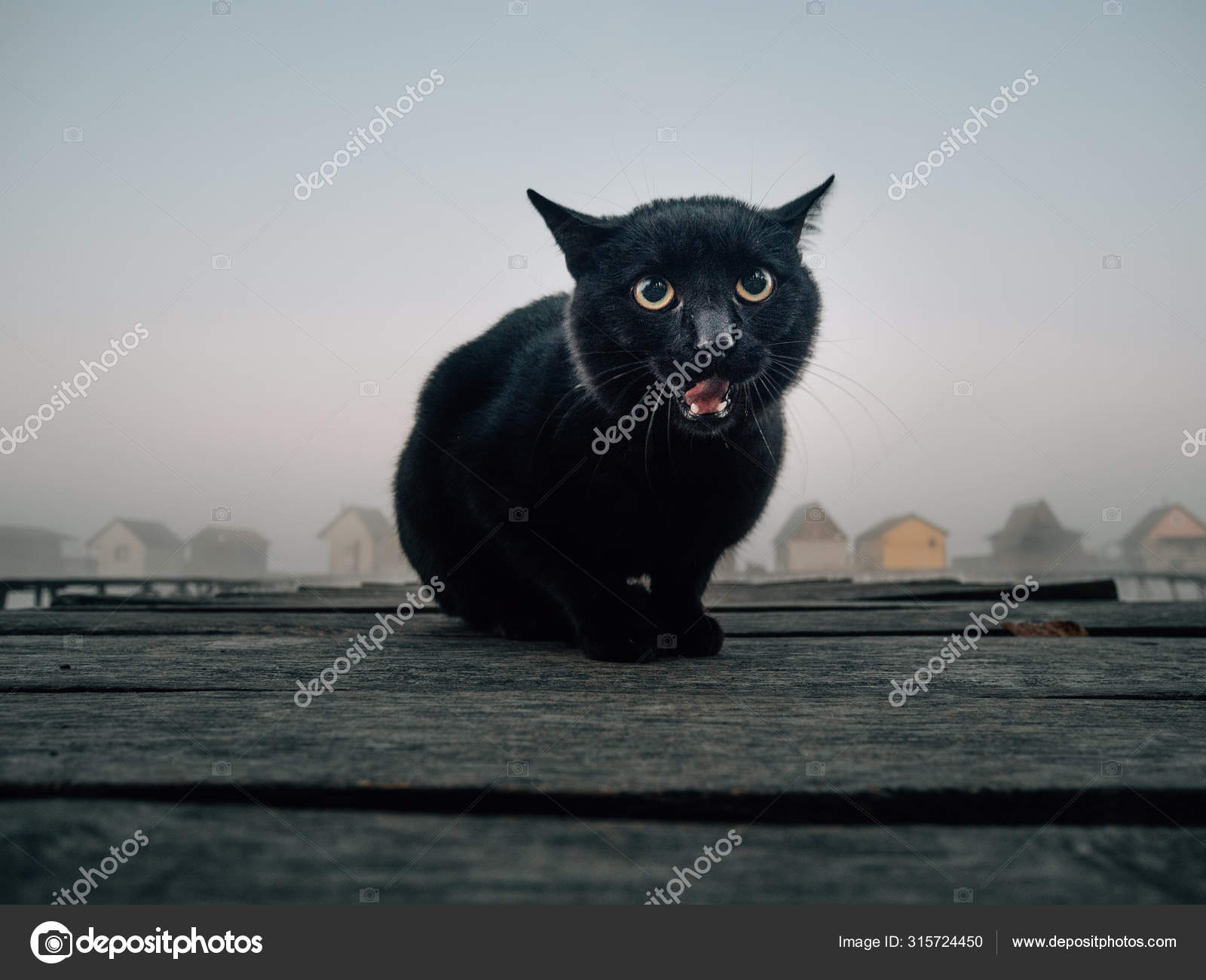 Devil Cat Grumpy Cat