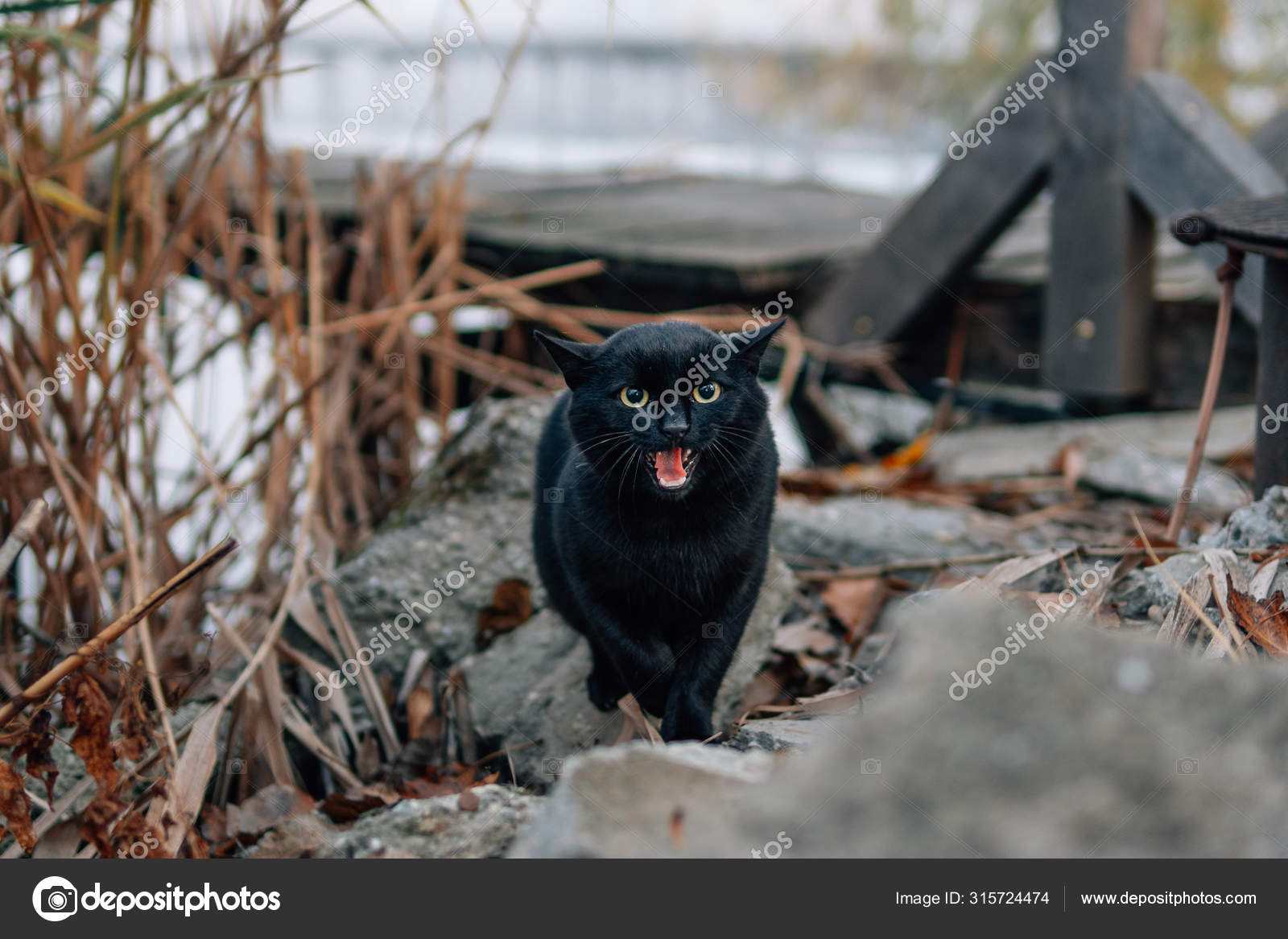 Devil Cat Grumpy Cat