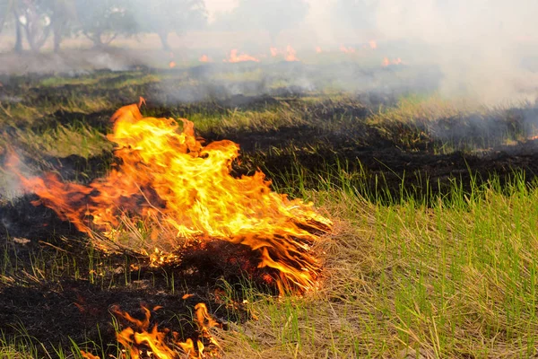 The fire is burning in a dry field and afternoon sunshine. Dry season ...