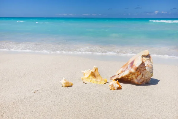 Wallpapers: beach 4k | Seashell on the beach — Stock Photo © Iakov #5725507
