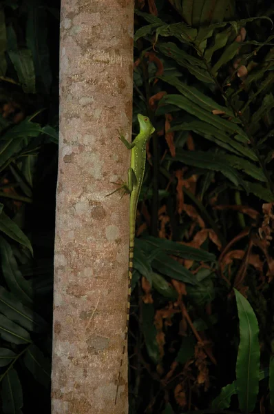 Basilisco Común Rama Árbol Alias Jesucristo Lagarto — Foto de stock ...