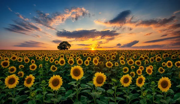 Girasol Wallpaper