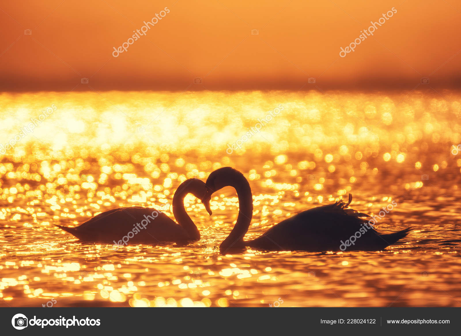 Swans Making A Heart In The Sunset