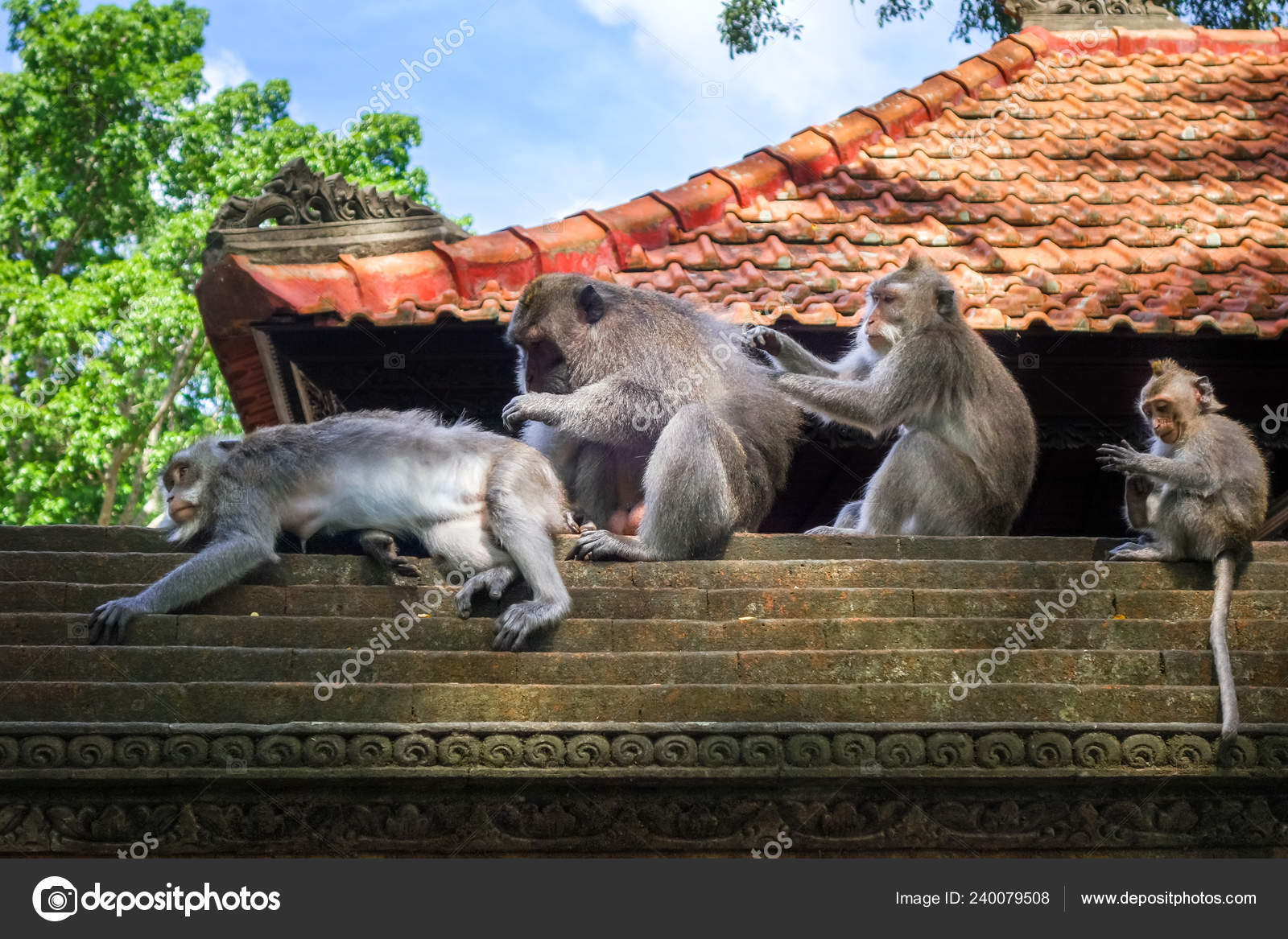 Monkeys Temple Roof Sacred Monkey Forest Ubud Bali Indonesia — Stock ...