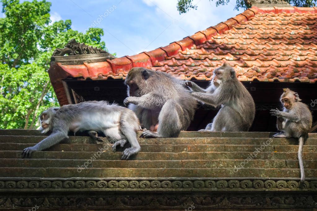 Monos en un techo del templo en el bosque sagrado del mono, Ubud, Bali, Indonesia 2022