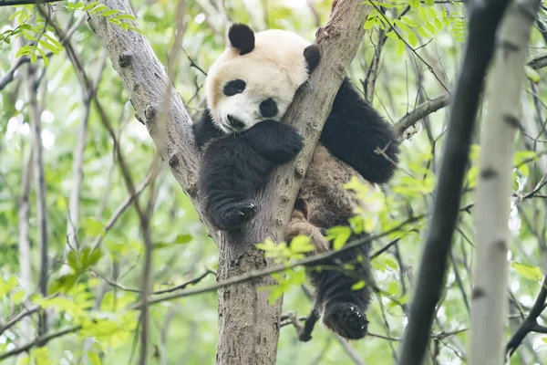 Panda tree Images - Search Images on Everypixel