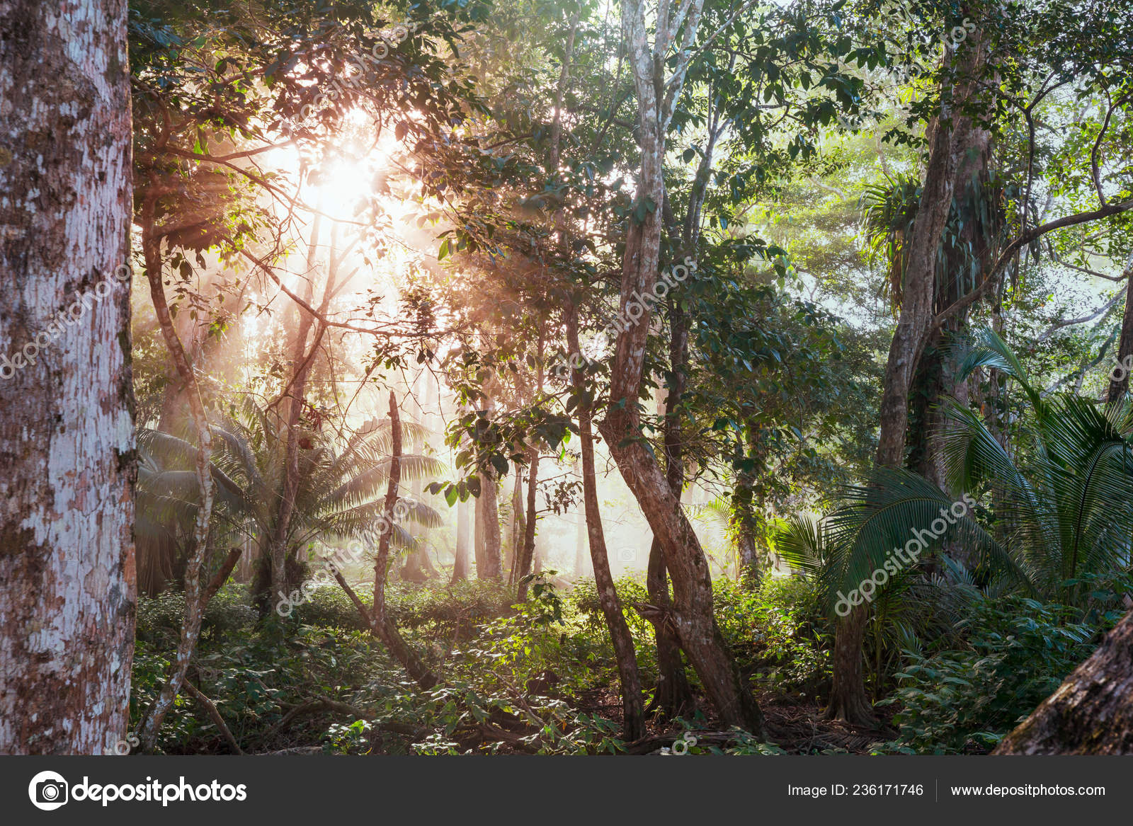 Beautiful Green Tropical Jungle — Stock Photo © kamchatka #236171746